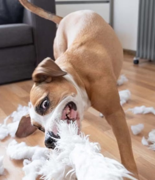 If Your Dog Is Constantly Chewing, Scratching And Destroying Your ...